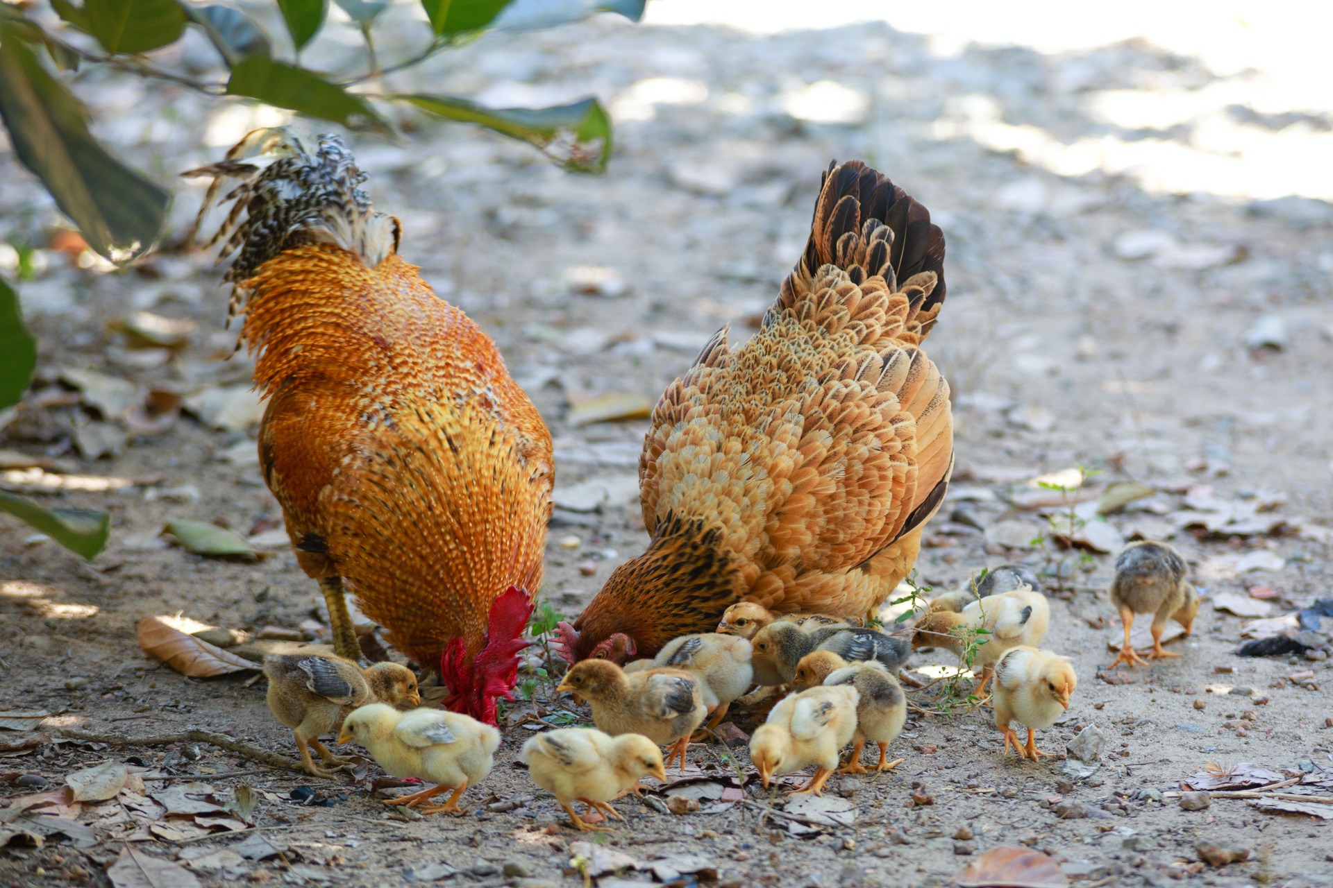 Animal Production NC II (Poultry Chicken) - Centre for Agriskills and ...